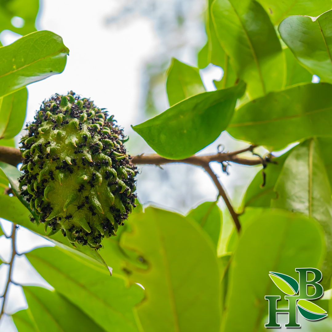 Soursop Graviola Leaf Powder – Cleve_Seamoss
