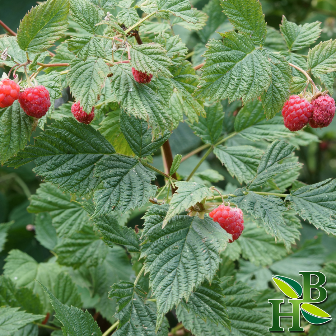 Raspberry Leaf Powder – Cleve_Seamoss