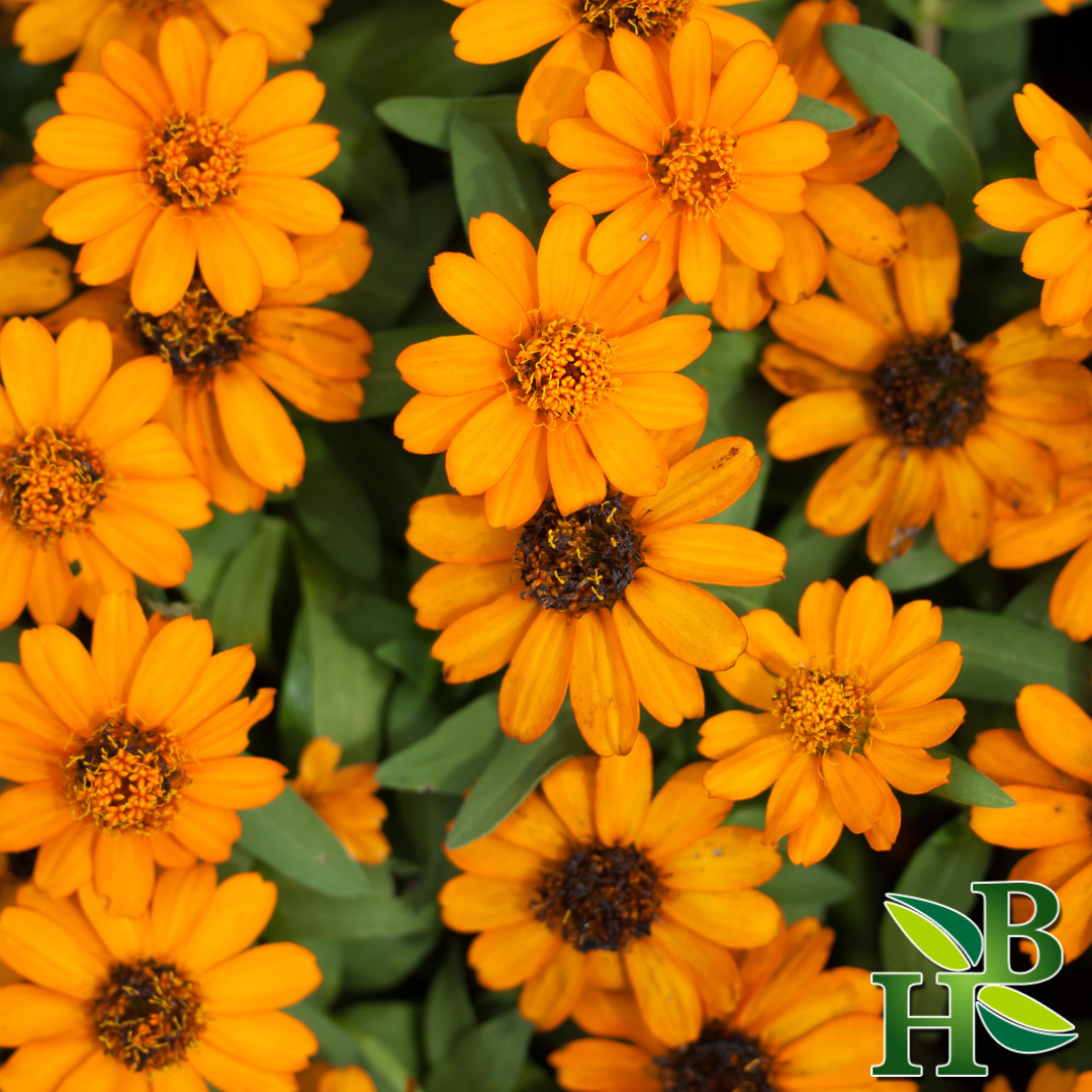 Calendula (Marigold) Powder – Cleve_Seamoss