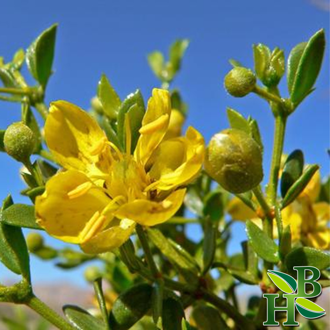 Chaparral Leaf – Cleve_Seamoss