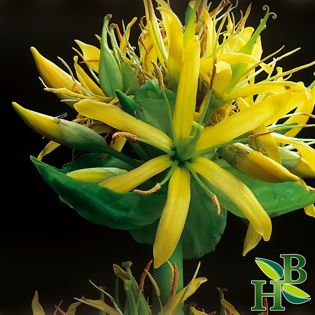 Gentian Root Powder – Cleve_Seamoss